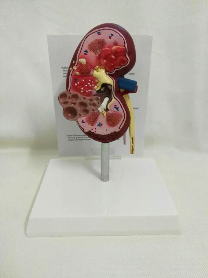 Dog Kidney Morbid Healthy Anatomical Canine Pet Teaching Aids ...