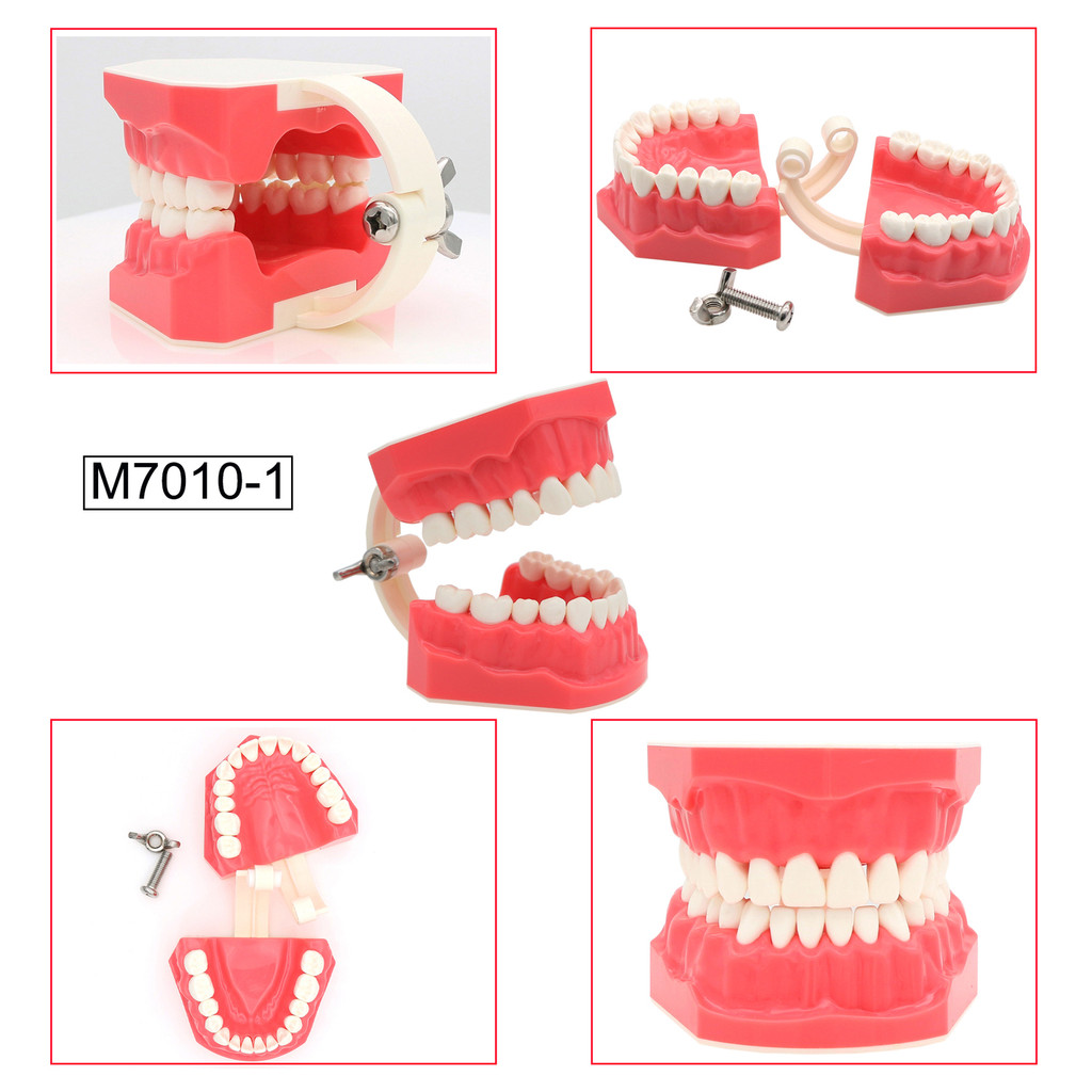 Dental Teach With Metal Braces Typodont Demonstration Orthodontic 1:1 ...