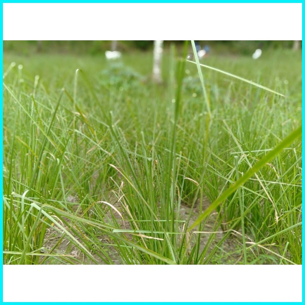 100 Slips Vetiver Grass For Slope Protection Landscaping and A Natural ...