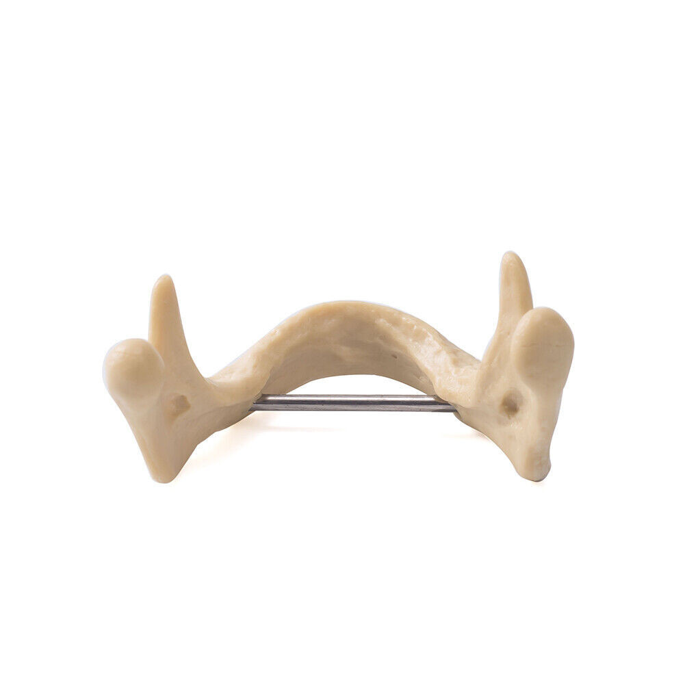 Denatl Implant Low Jaw Bone Tooth Model With Gums Tissue Mandibular Lab ...