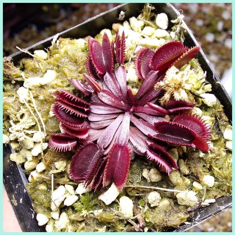 Trev's Red Dentate Vft (potted) | Shopee Philippines