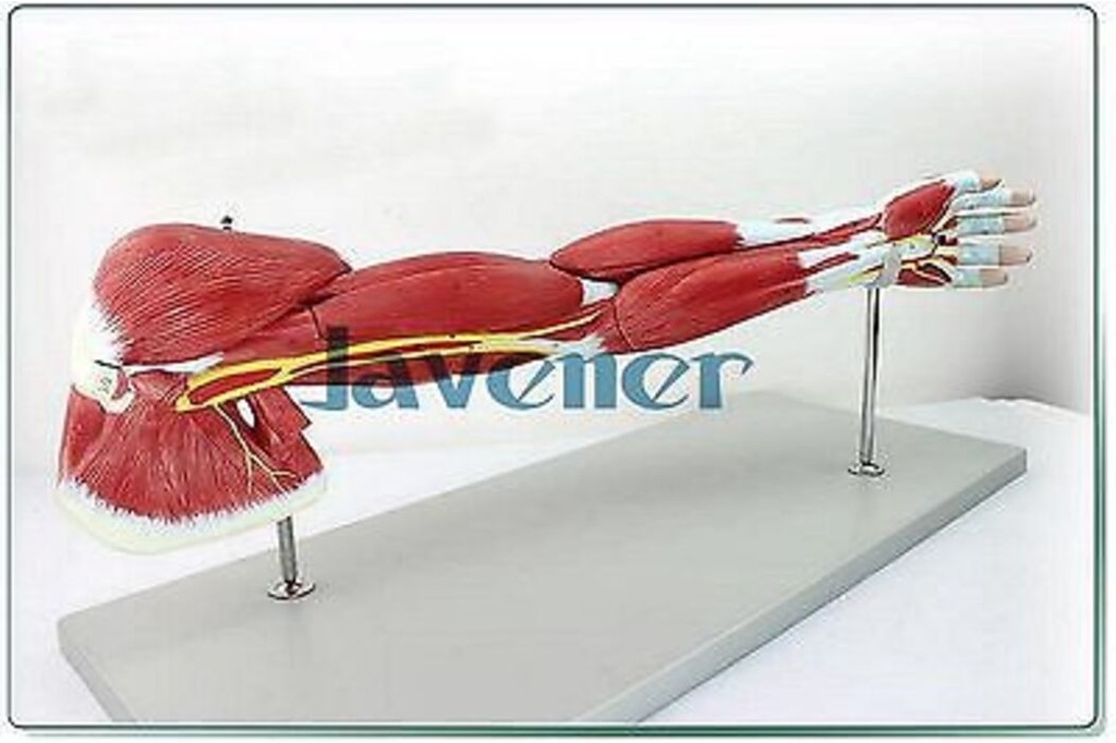 Human Anatomical Arm Muscles Of Upper Limb Anatomy Medical Model ...