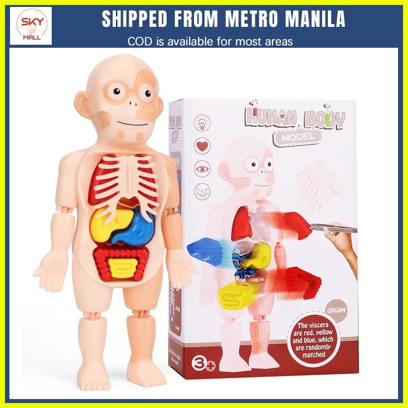 ♀ 3D Human Body Anatomy Model Puzzle Kid Montessori Organ Assembled Toy ...