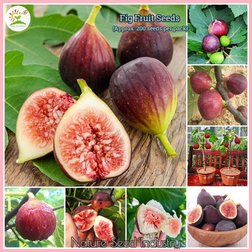 ۞ Fig Seeds for Planting 200 seeds, - Fig Tropical Fruit Seeds Ficus ...