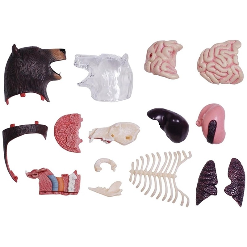 4D Vision Bear Anatomy Model 36 Parts Detachable Animal Biology Organ ...