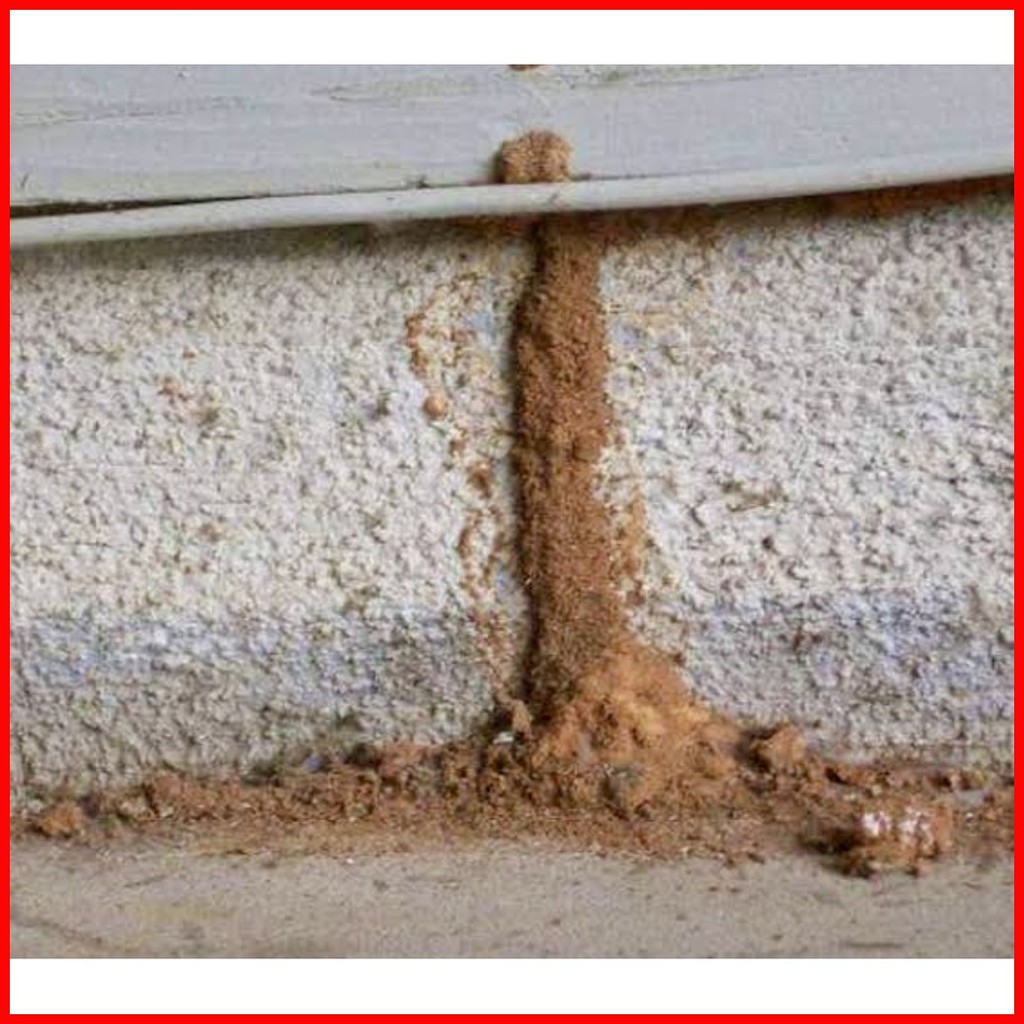 TERMITE X ANTI TERMITE KILLER SPRAY ( ANAY CONTROL FOR WOOD SOIL ) ANTI ...