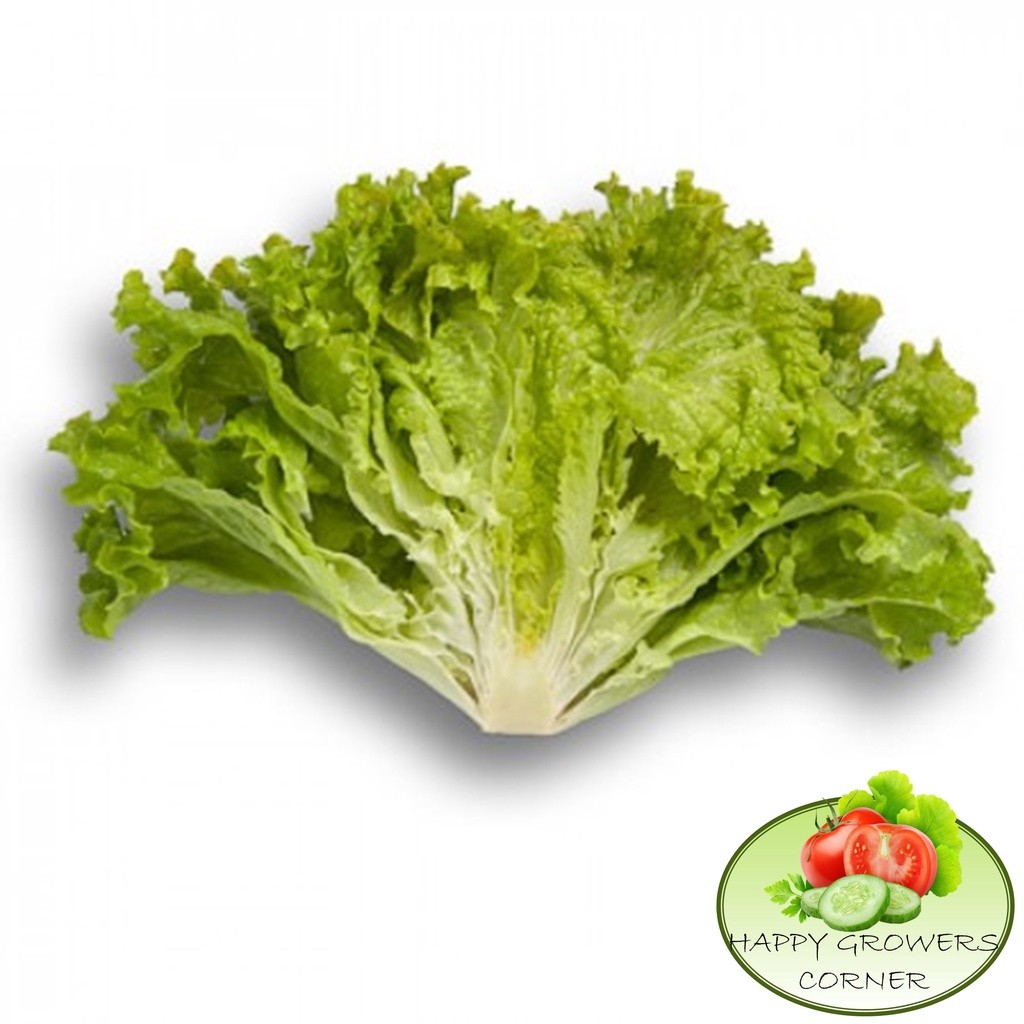 Invicta RZ Batavia Lettuce by RIJK ZWAAN (1,000 pills /Original ...