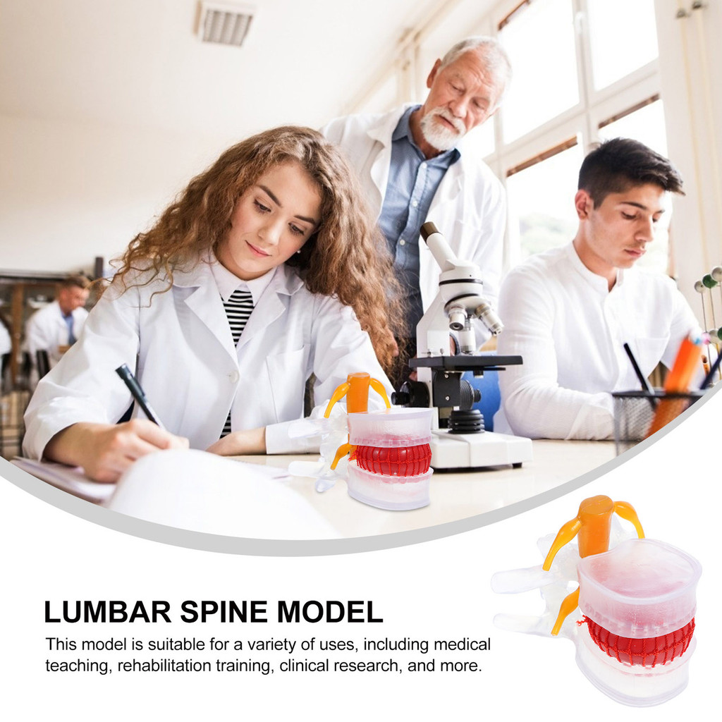 Lumbar Spine Model Disc Herniation For Teaching Demonstration Human ...