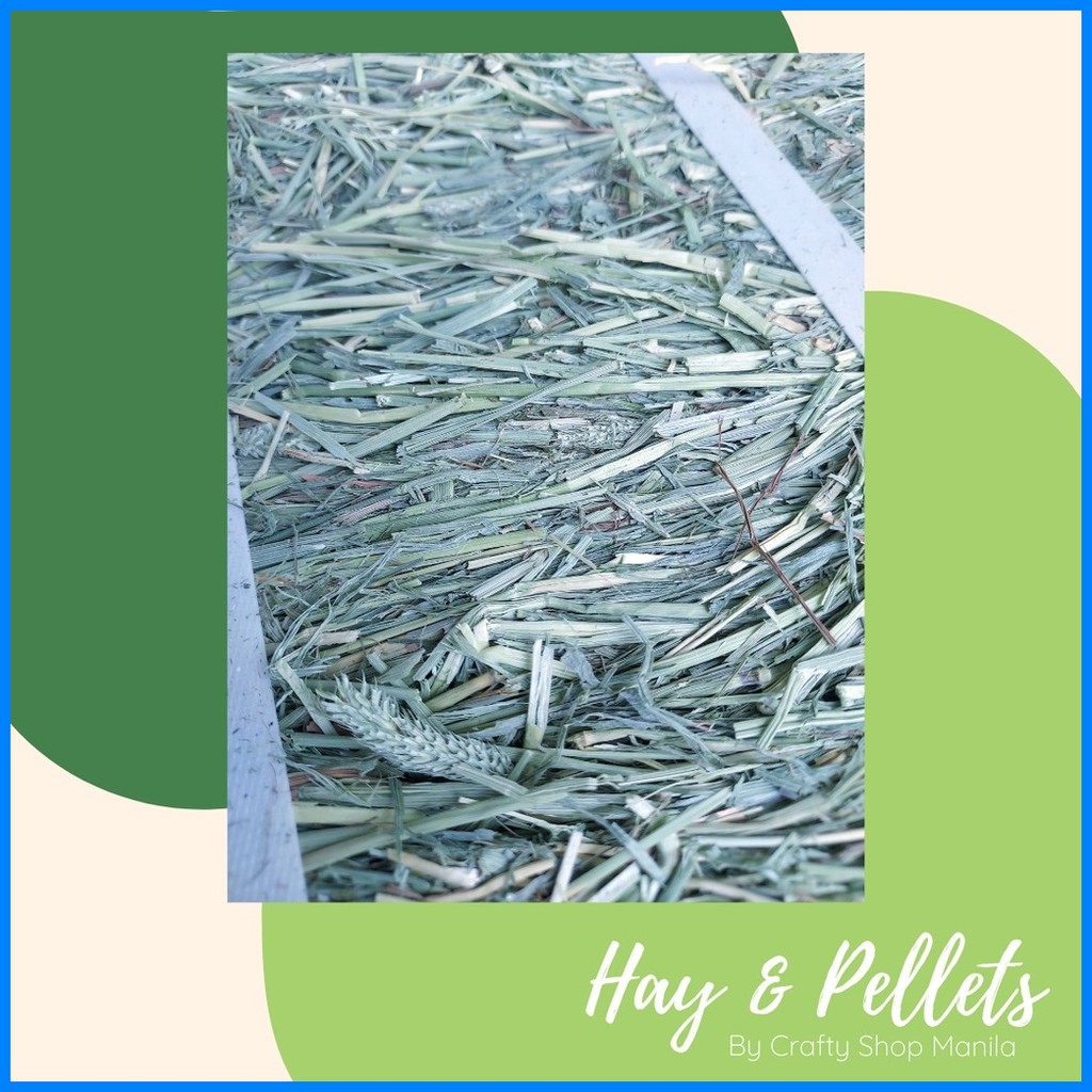 1st cut Timothy Hay - 500grams & 1kg [For rabbit, guinea pig, tortoise ...