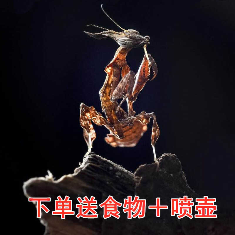 Ghostly Mantis Pet Handsome Office Breeding Easy To Live Bm-069 ...