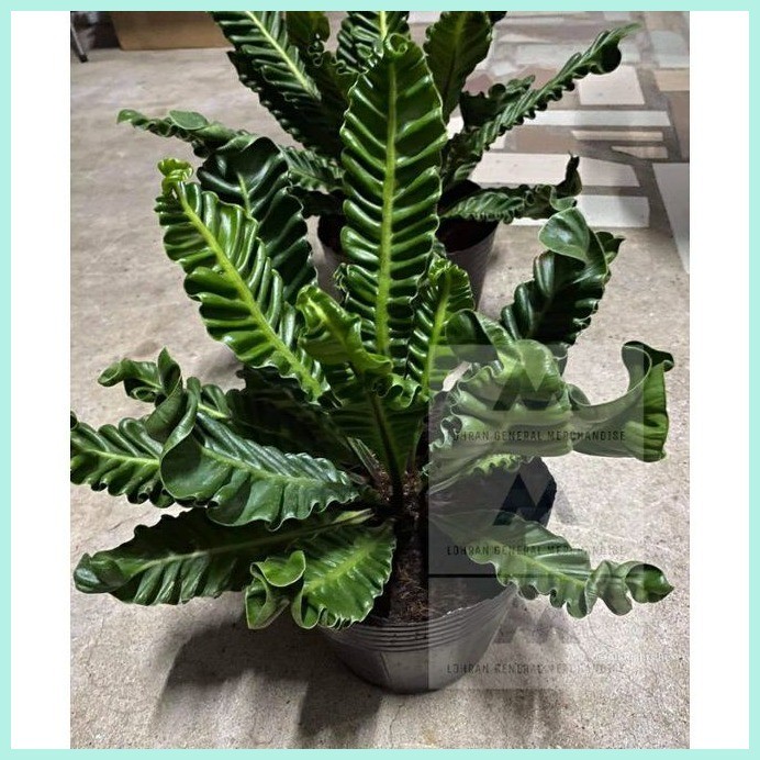 Cobra Fern (Asplenium nidus) Rare Thailand Variety | Shopee Philippines