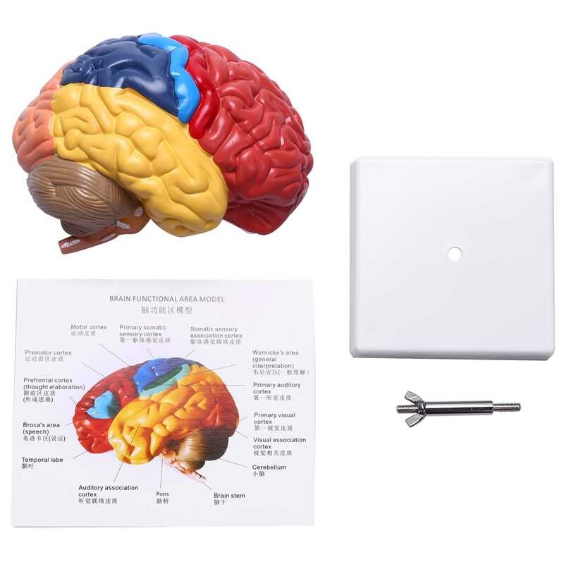 Anatomical Cerebral Model Anatomy 1:1 Half Brainstem Teaching Lab ...