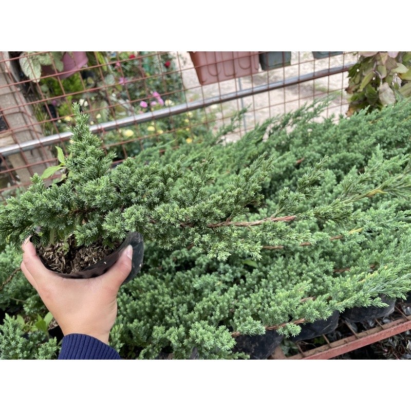 ♞BONSAI JUNIPER BONSAI | Shopee Philippines