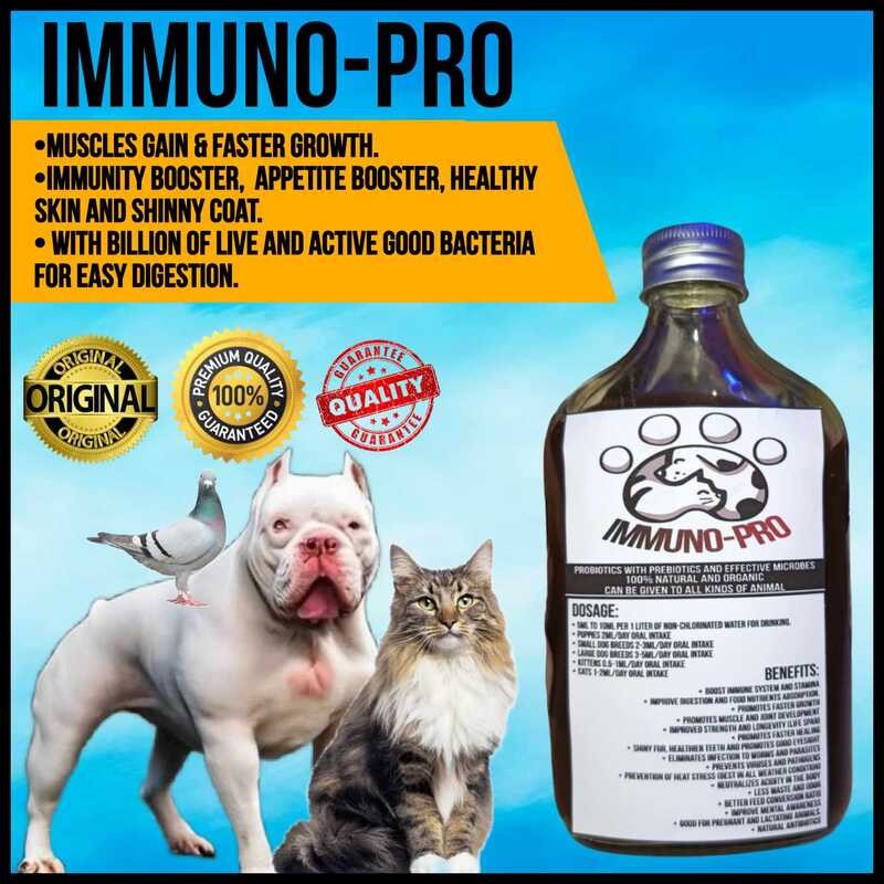 immuno pro pets fuel probiotics concentrated for dogs and cats biotics ...