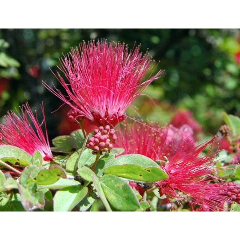 Red Powder Puff (FOR SURE BUYERS ONLY) | Shopee Philippines