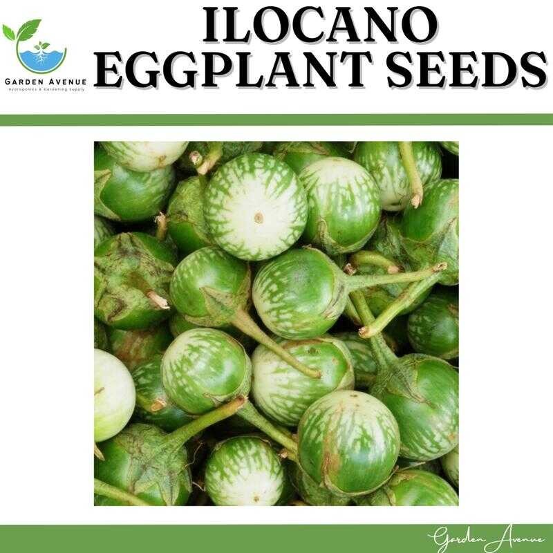 ILOCANO EGGPLANT SEEDS - Bilog/Round Green/Easy TO Plant/Easy GROW ...