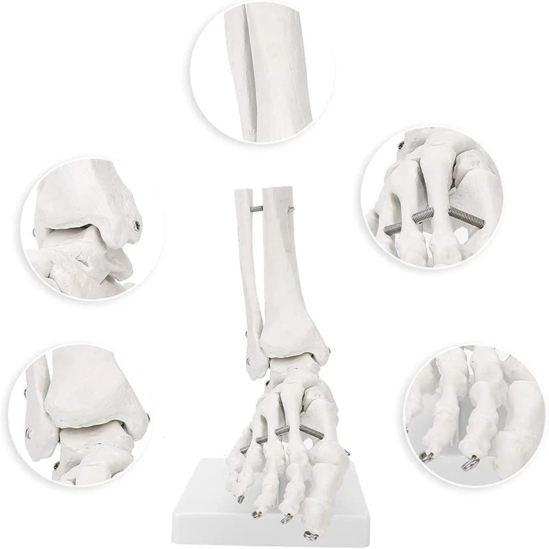 1:1 Life Size Joints Bones Of Anatomy Human Foot And Ankle Model With ...