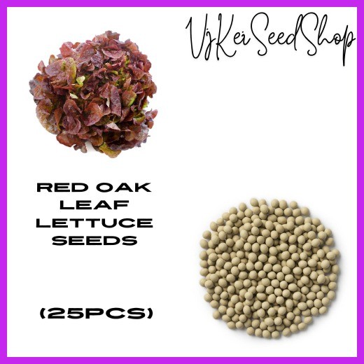 Rincon RZ Red Oak Leaf Lettuce Seeds (Pills) By RIJK ZWAAN (25pcs ...