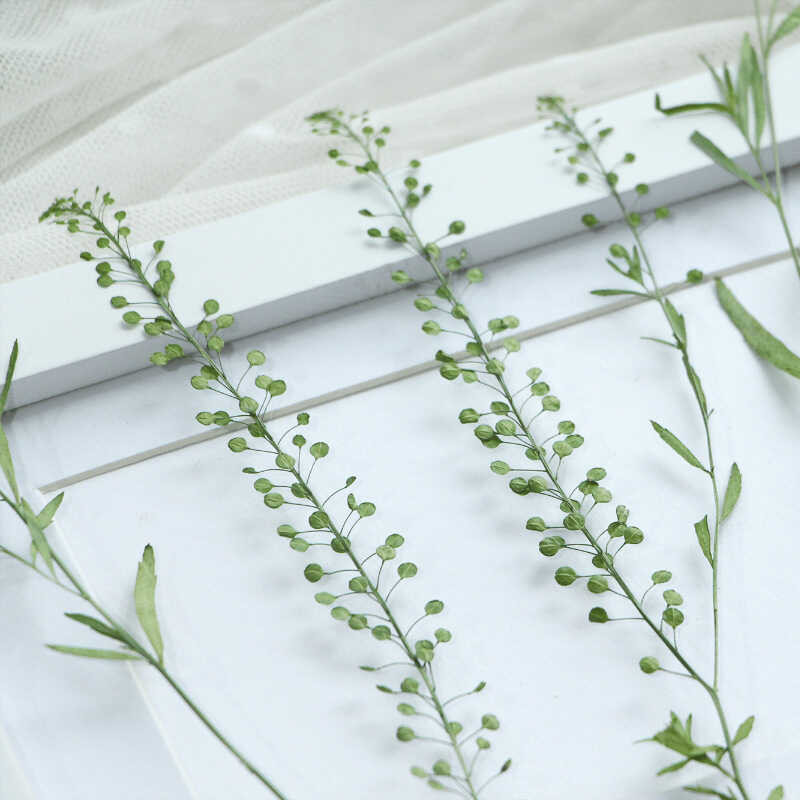 Green Bellflower Dried Flower Pressed Flower Plant Specimen DIY ...