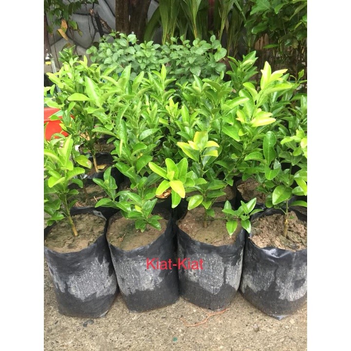 KIAT-KIAT and CITRUS plant 20 to 30 inches tall | Shopee Philippines