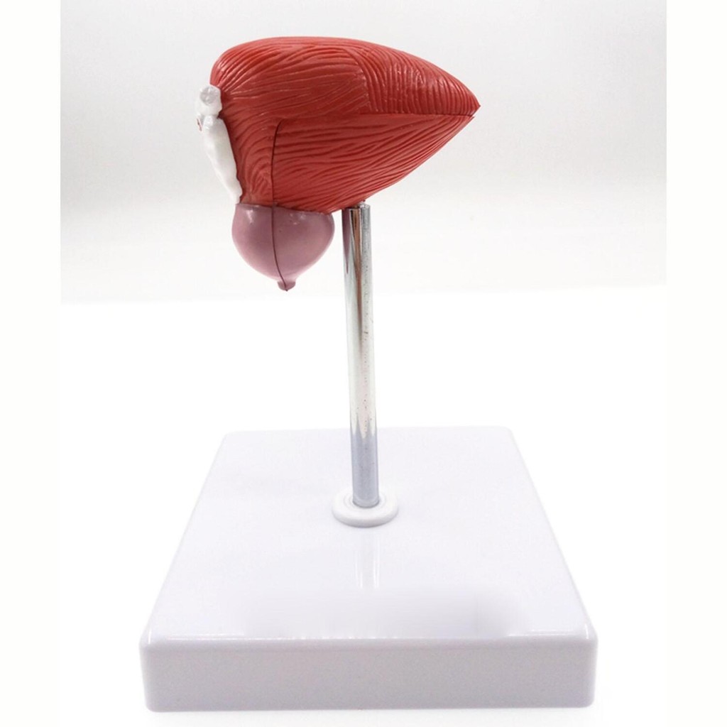 PVC Natural Life Size Anatomical Human Urinary Bladder Prostate Model ...