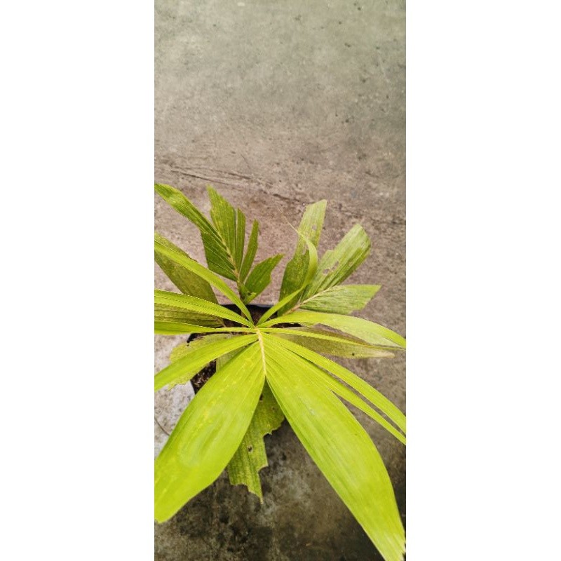 Golden Manila Palm, Christmas Palm, Dwarf Royal Palm live plant ...