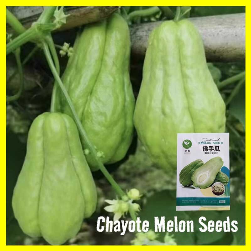 25Pcs/Pack Sayote - High Yield Melon Vegetables Seeds For Gardening ...