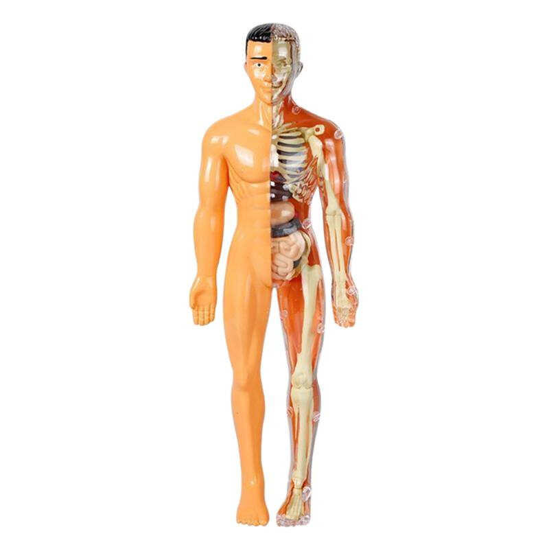 606 Junior High School Biology Human Body Structure Skeleton Model ...