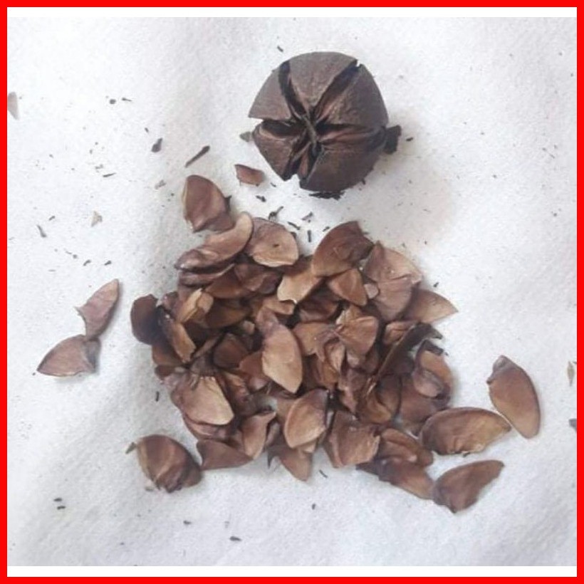 ☂ ℗ Banaba seeds or Lagerstroemia speciosa, SEEDS ONLY | Shopee Philippines