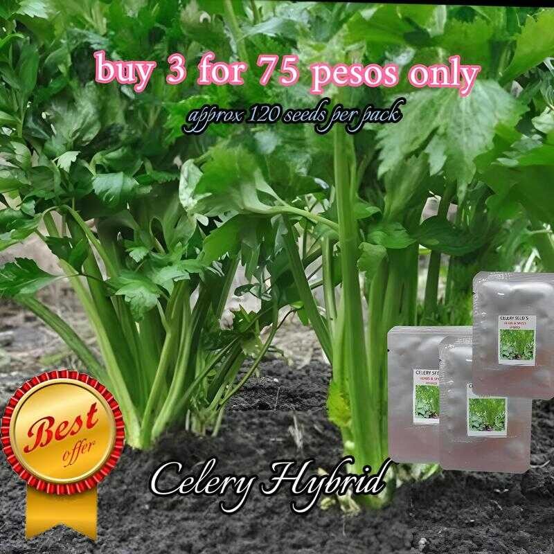 CELERY Seed`S HERBS 75 PESOS FOR 3 PACK 9Fa ba8 | Shopee Philippines