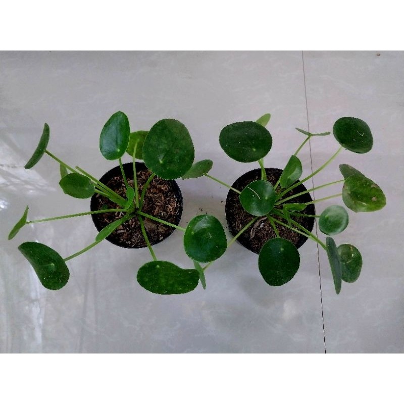 Chinese Money Tree ( Pilea Peperomioides ) | Shopee Philippines