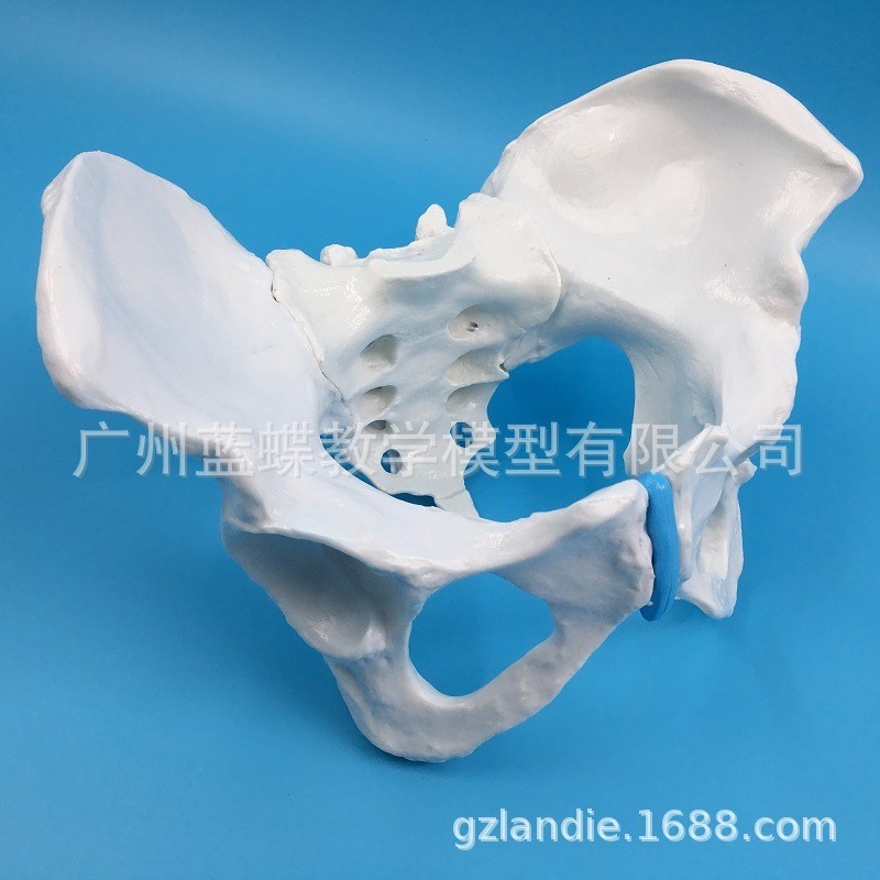 1:1 Life Sized Female Examination Human Skeletal Specimens Of The Peic ...