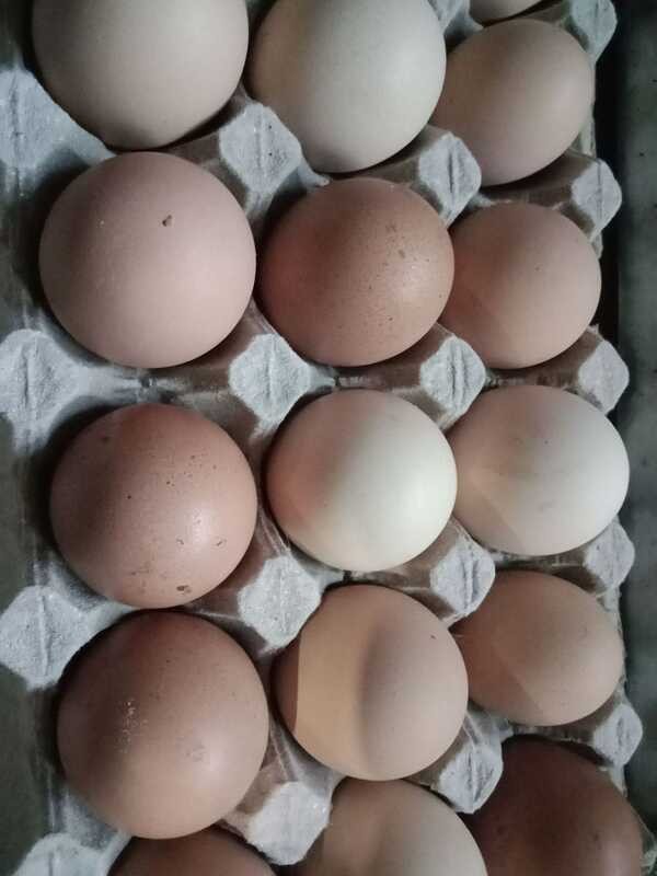 RIR /Decal BROWN FERTILE EGG Sold Per Pcs. | Shopee Philippines