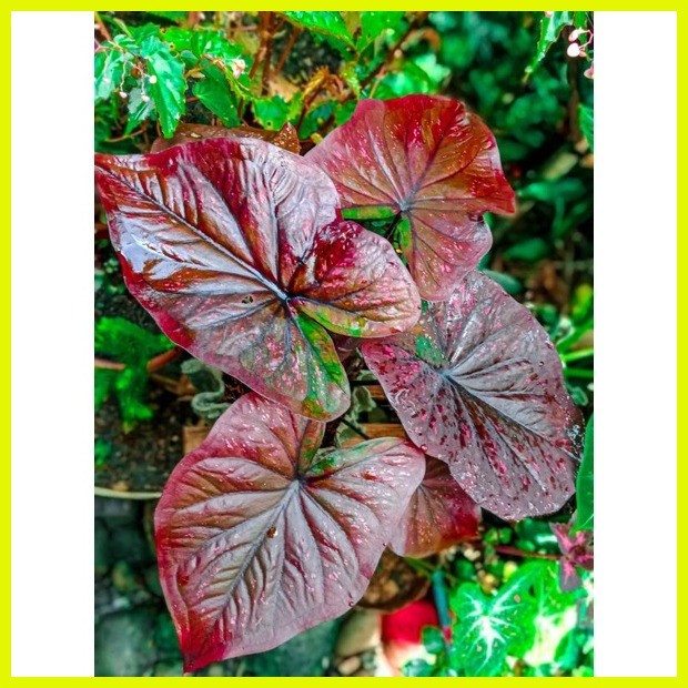 Caladium Rare Black Mamba (With freebies) | Shopee Philippines