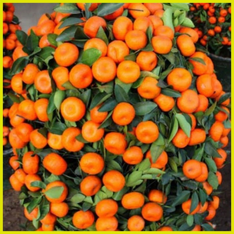 Rare Dwarf Citrus Tree Seeds (Organic Farming PH) | Shopee Philippines