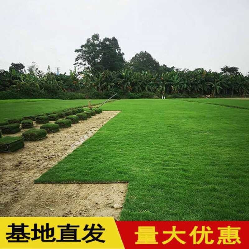 Turf Real Grass Villa Courtyard Landscaping Manila Carpet Grass Cold ...