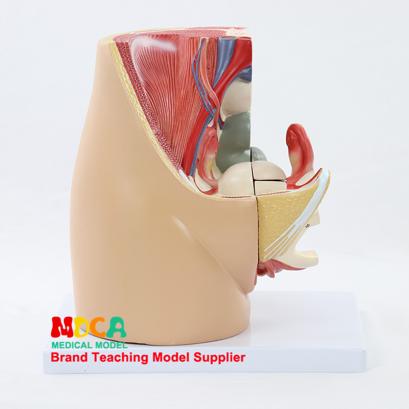 Mmnxt002 Model Medicine Teaching Median Sagittal Excision Of Female ...