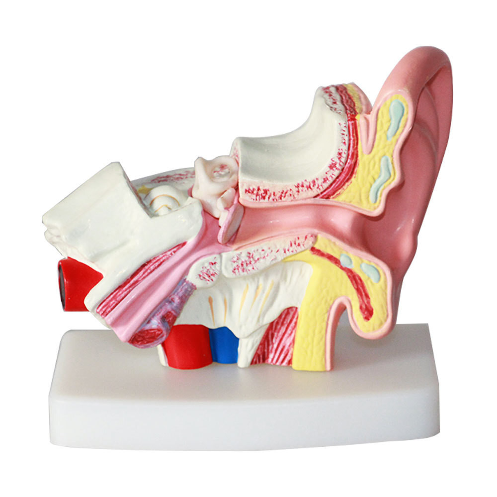 Table Top Human 1.5X Magnification Middle Ear Model Organ Anatomical ...