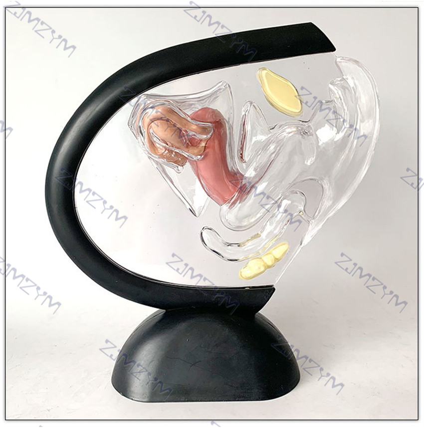 Reproductive System Transparent Uterus Female Anatomical Model For ...