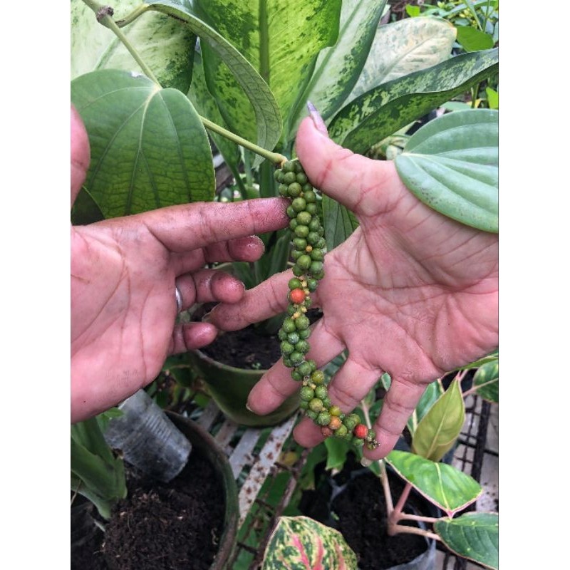 Paminta Indian Variety Black pepper seedlings fully rooted trailing ...