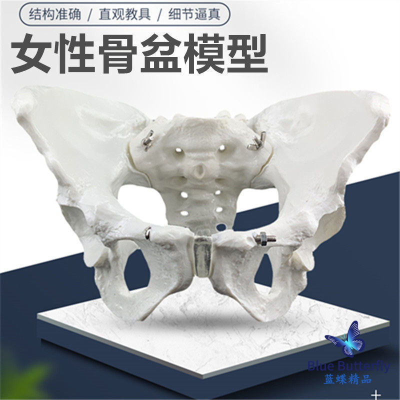 1:1 Natural Female Iliac Pubic Demonstration Peic Medical Bone Model ...
