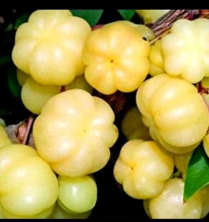 Star Gooseberry Seeds/Karamay Seeds For Planting Hjh | Shopee Philippines