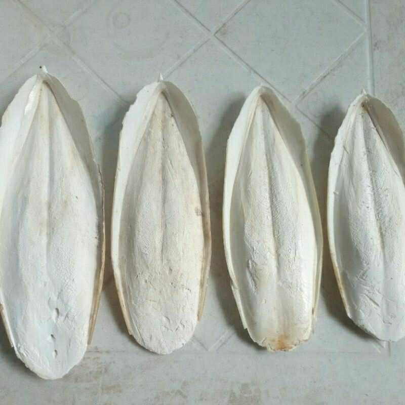 Cuttlebone for Birds (per pcs) | Shopee Philippines