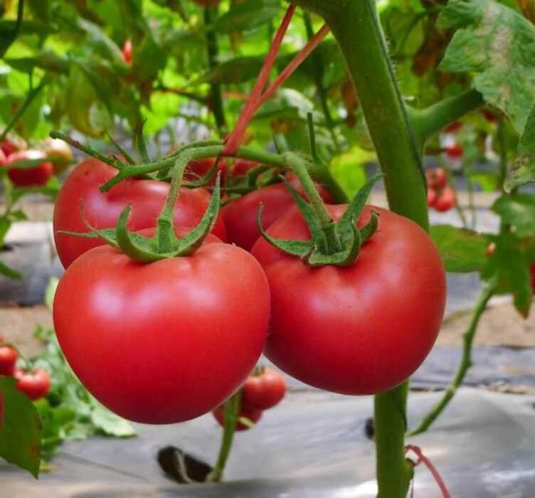 Red Shine Big Tomato Kamatis Vegetable Seeds ( 200 Seeds ) 9Fe | Shopee ...