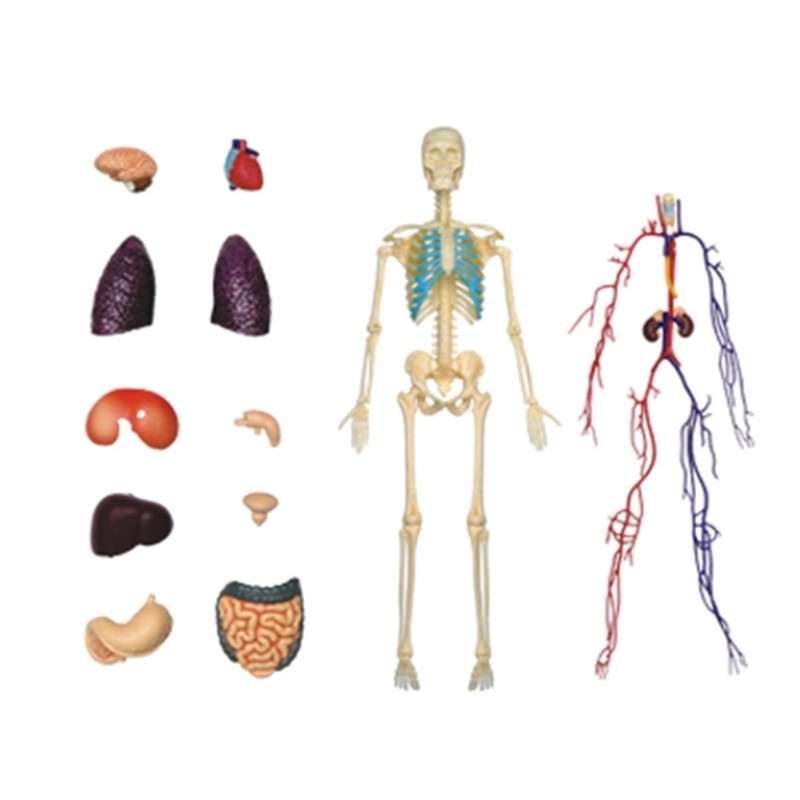 Human Anatomy Model with Removable Organs and Body Parts for Medical ...