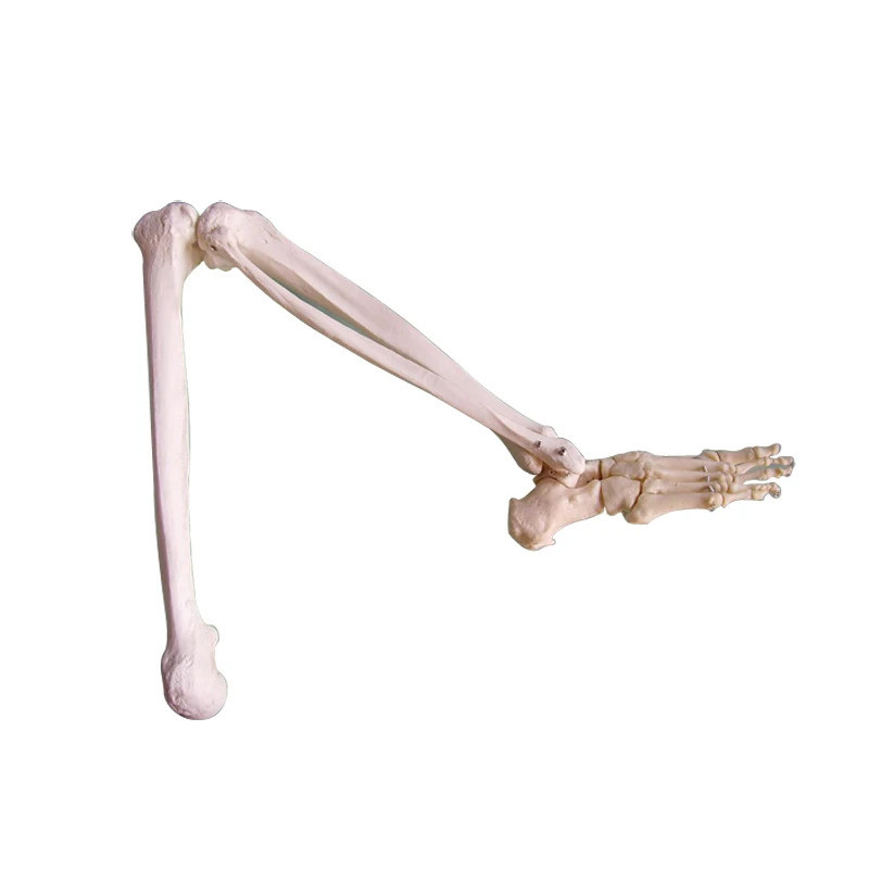 Human Joint With Fibula And Femur Anatomical Foot Bone Model Anatomy ...