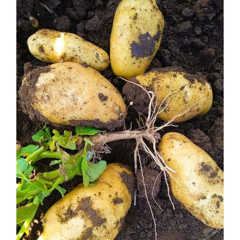Potatoes Vegetables Potatoes Seed Yellow Heart Potato Seeds | Shopee ...