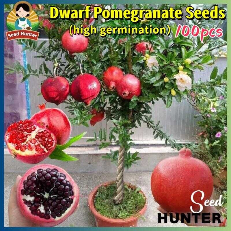Fast Growing 100Pcs Dwarf Pomegranate Tree Seeds For Planting Fruits ...