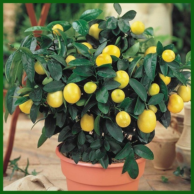 Lemon Seeds - Dwarf Meyer Lemon Seeds - Dwarf Lemon Seeds - Rare Lemon ...