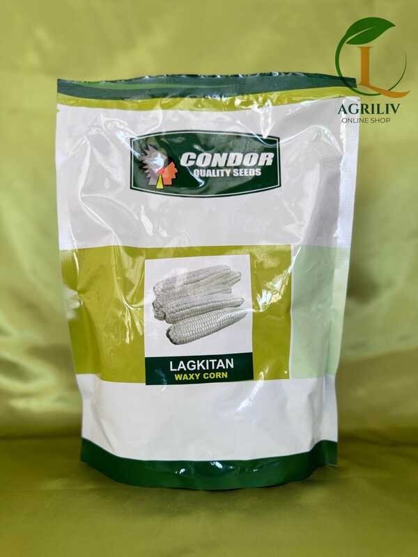 Lagkitan 1 Kilo White Waxy Corn (Condor Quality Seeds) | Shopee Philippines